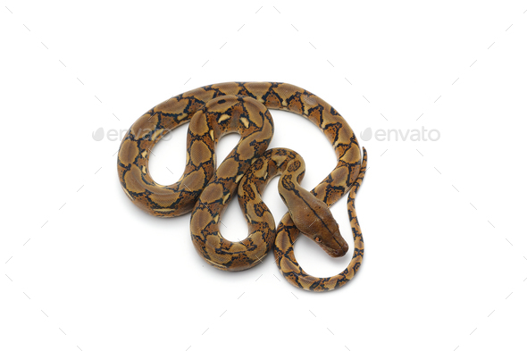 Snake Reticulated python isolated on white background Stock Photo by ...