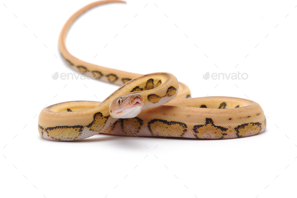 Snake Reticulated python isolated on white background Stock Photo by ...