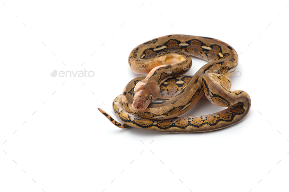 Snake Reticulated python isolated on white background Stock Photo by ...