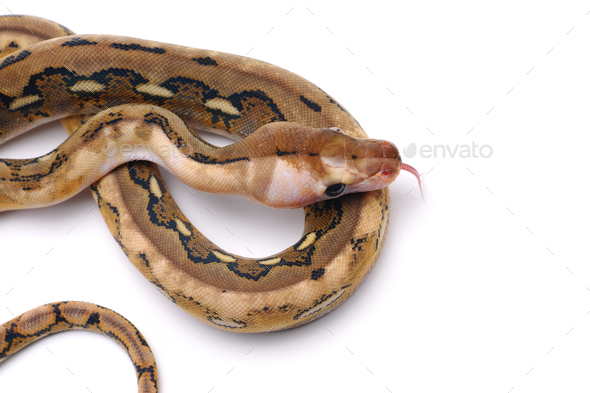 Snake Reticulated python isolated on white background Stock Photo by ...