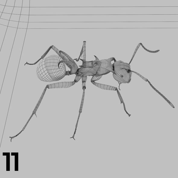 Insects and Beetles Pack by alpess | 3DOcean