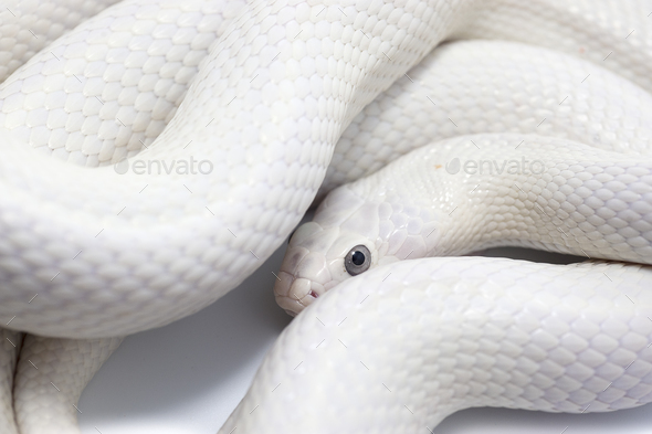 White rat snake isolated on white background Stock Photo by PetlinDmitry