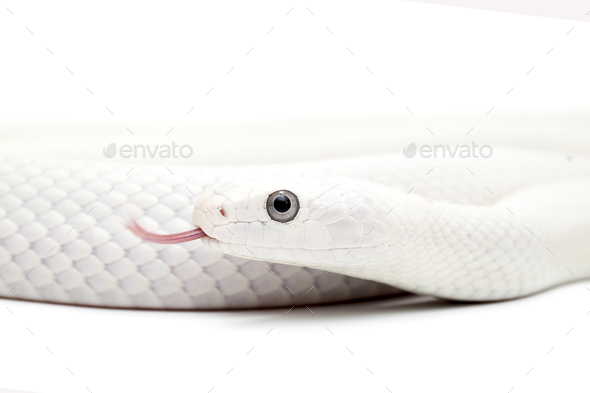 White rat snake isolated on white background Stock Photo by PetlinDmitry