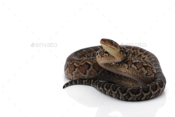 Cuban tree boa isolated on white background Stock Photo by PetlinDmitry