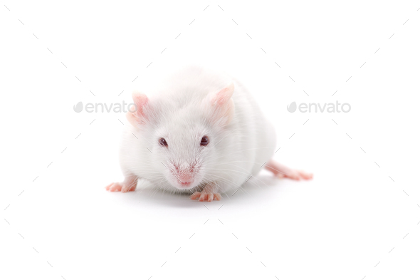 laboratory white mouse isolated on white background Stock Photo by ...