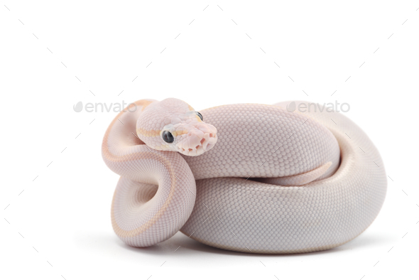 Snake Ball python isolated on white background Stock Photo by PetlinDmitry
