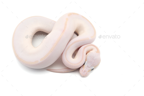 Snake Ball python isolated on white background Stock Photo by PetlinDmitry