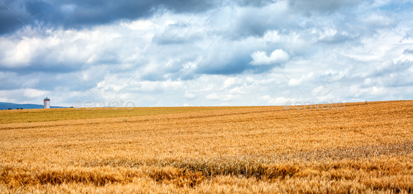 Spike Field in Nature Stock Photo by okanakdeniz | PhotoDune