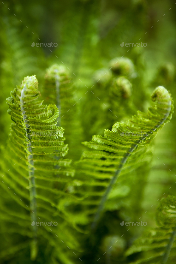 Fern in Spring Stock Photo by Redzen2 | PhotoDune
