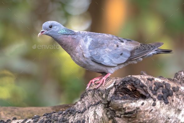 Stock dove in forest Stock Photo by CreativeNature_nl | PhotoDune