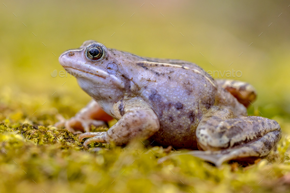 Blue Moor frog side view Stock Photo by CreativeNature_nl | PhotoDune