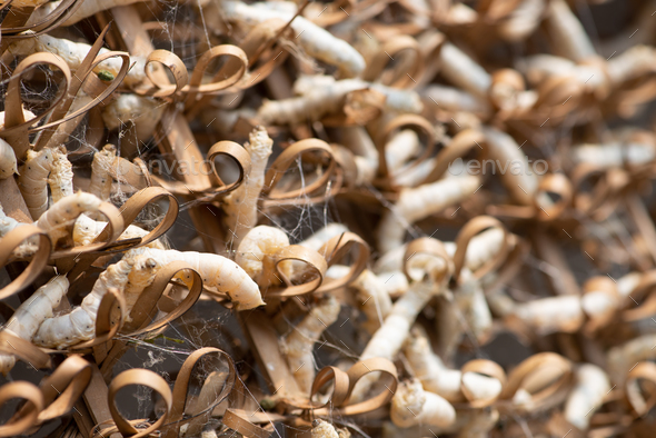 cocoon Stock Photo by liufuyu | PhotoDune