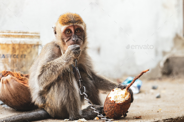 KUCHING / SARAWAK / MALAYSIA / JUNE 2014: Small monkey chained Stock ...
