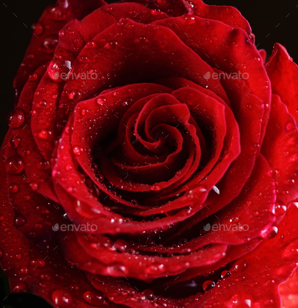 Red rose Stock Photo by hitdelight | PhotoDune