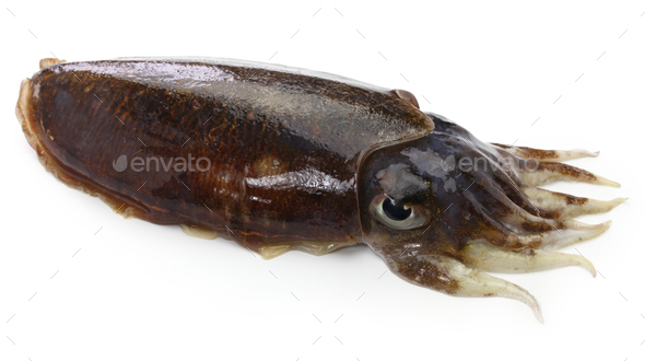 fresh cuttlefish Stock Photo by motghnit | PhotoDune
