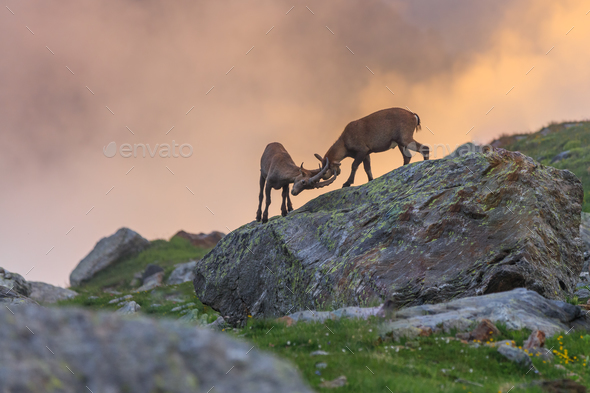 Ibex , Range of Mont Blanc , French Alps Stock Photo by porojnicu ...