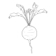 Vector Doodle Sketch Beetroot, Vectors | GraphicRiver