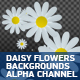 Daisy Flowers Backgrounds With Alpha Channel 1, Motion Graphics | VideoHive