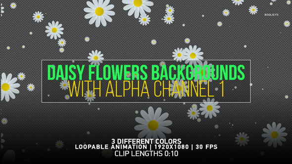 Daisy Flowers Backgrounds With Alpha Channel 1, Motion Graphics | VideoHive