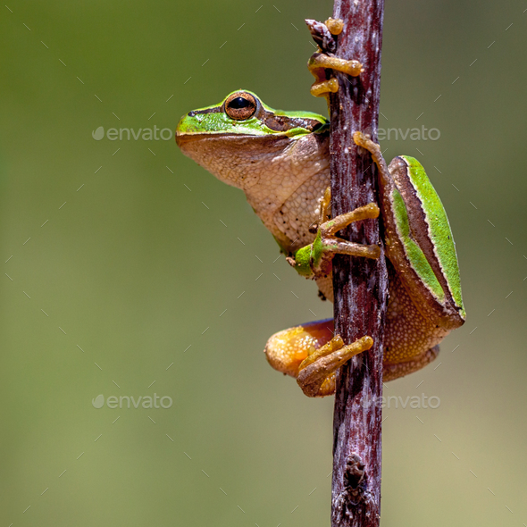 Friendly Tree frog Stock Photo by CreativeNature_nl | PhotoDune