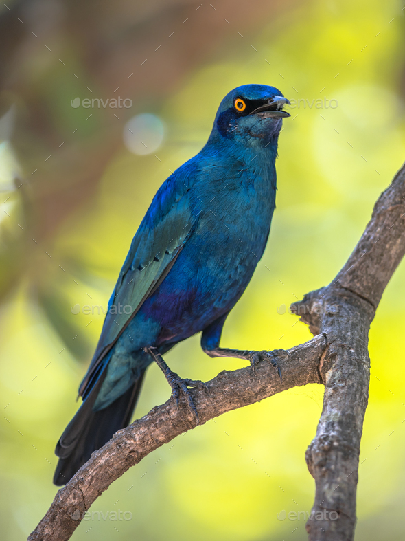 Greater blue eared Starling Stock Photo by CreativeNature_nl | PhotoDune