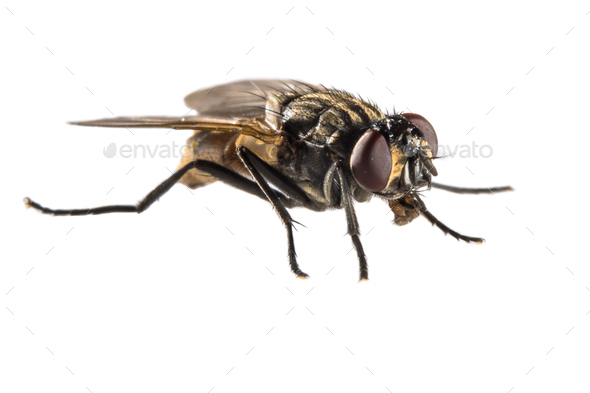 House fly on white background Stock Photo by CreativeNature_nl | PhotoDune