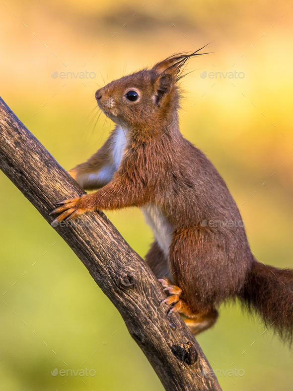 Red squirrel adorable on branch Stock Photo by CreativeNature_nl ...