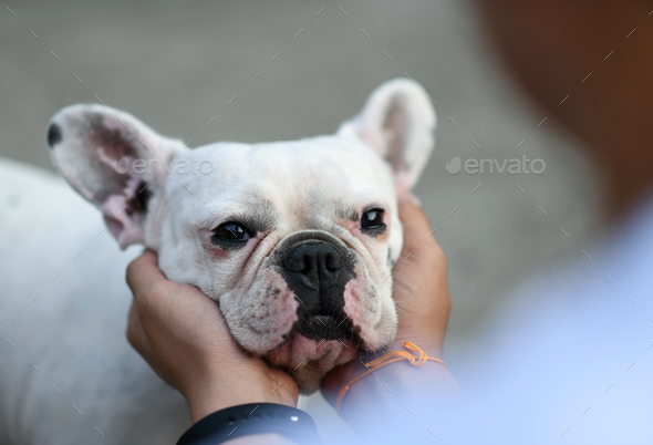 Hands are playing with the french bulldog.He uses his hands to c Stock ...