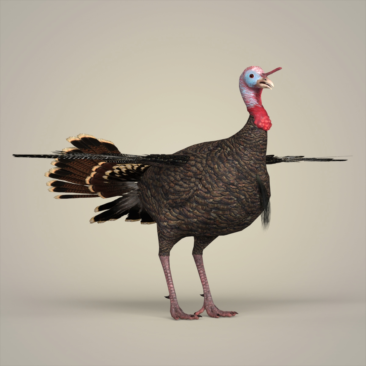 Realistic Turkey Bird by 3darcmall | 3DOcean