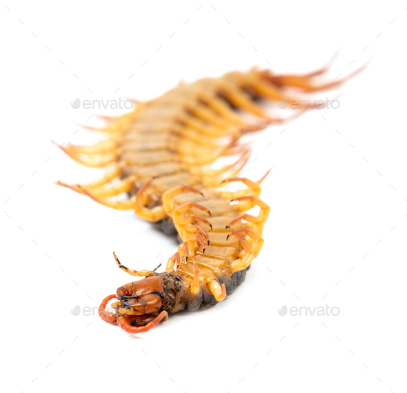 centipede isolated on white background Stock Photo by anankkml | PhotoDune