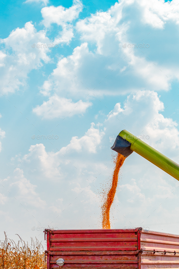 Combine harvester unloader pouring corn grains into tractor carg Stock ...