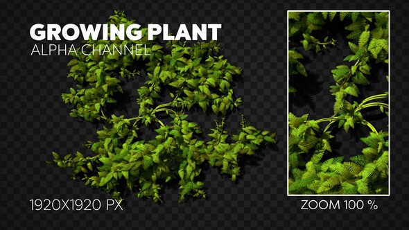 Growing Plant, Motion Graphics | VideoHive