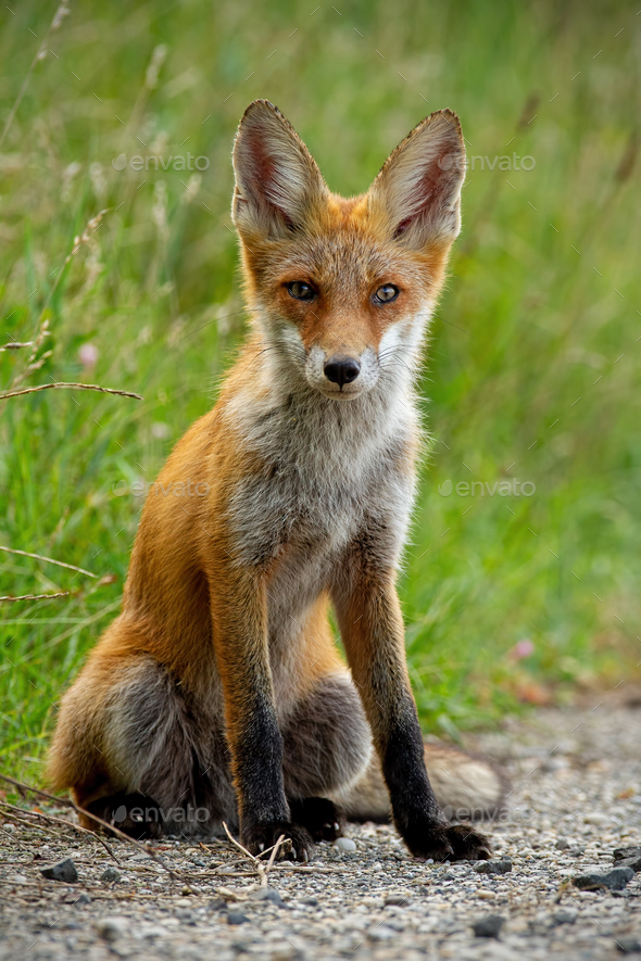 Detail of young red fox sitting on gravel roadside in summer Stock ...