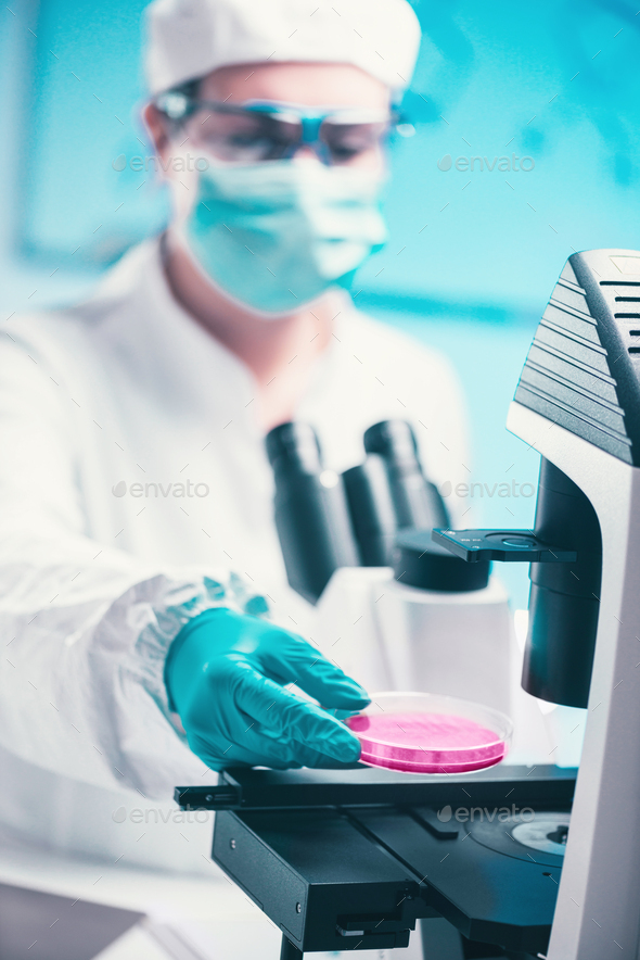 Microbiology, technician working with bacteria strains Stock Photo by ...