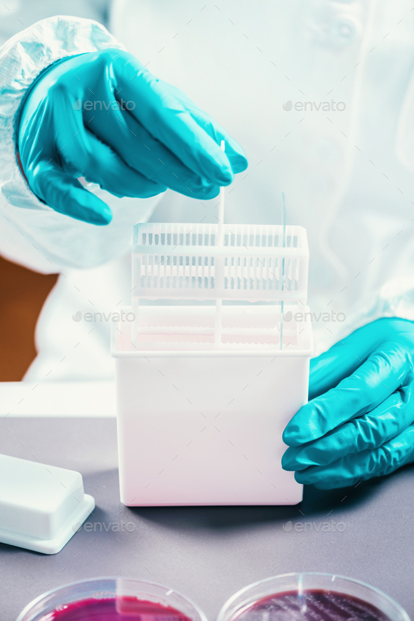 Microbiology, technician working with bacteria strains Stock Photo by ...