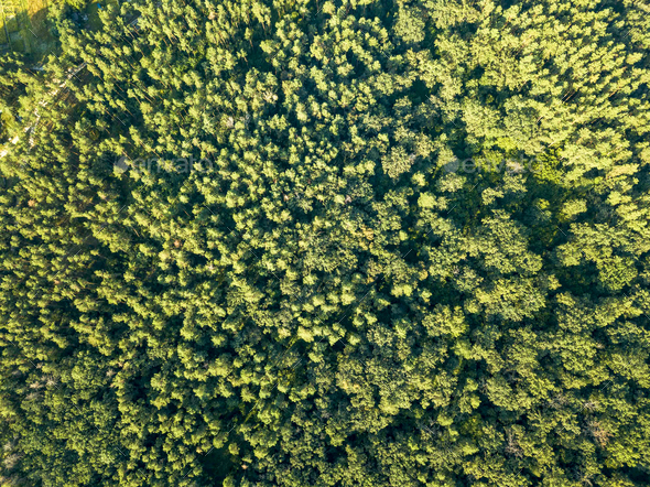 Green plantings of trees on a summer day. Aerial view from a drone ...