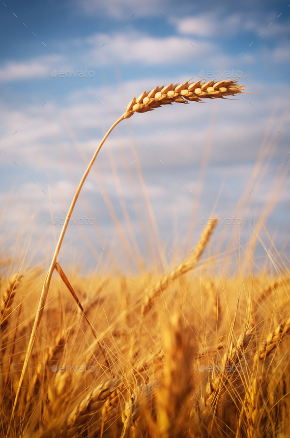 Ear of wheat Stock Photo by rozum | PhotoDune