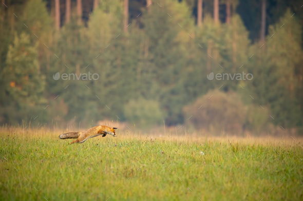 Red fox hunting on a meadow with forest in background in autumn Stock ...