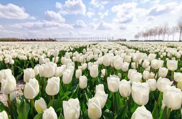 field with white tulips in Holland Stock Photo by catolla | PhotoDune