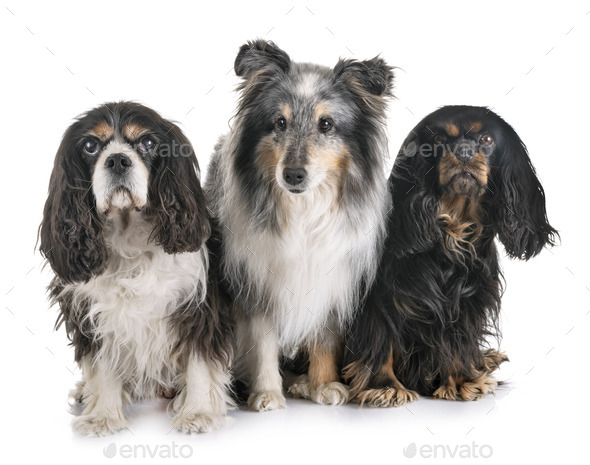 three little dogs Stock Photo by cynoclub | PhotoDune