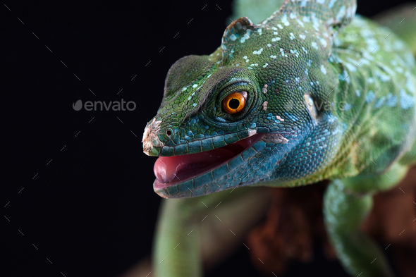 The common basilisk isolated on black background Stock Photo by ...