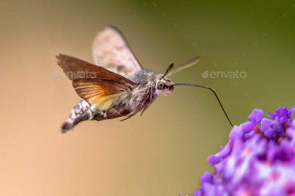 Hummingbird hawk moth butterfly Stock Photo by CreativeNature_nl ...
