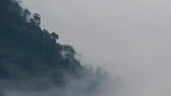 Mist Moving In Forest, Stock Footage | VideoHive