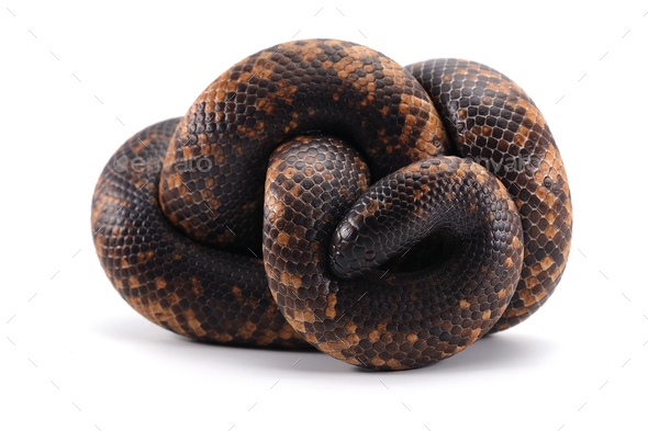 snake Ground Python isolated on white background Stock Photo by ...