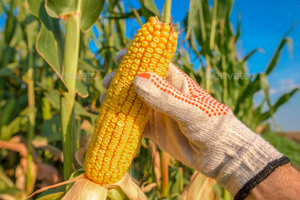 Farmer hand picking ripe corn on the cob Stock Photo by stevanovicigor