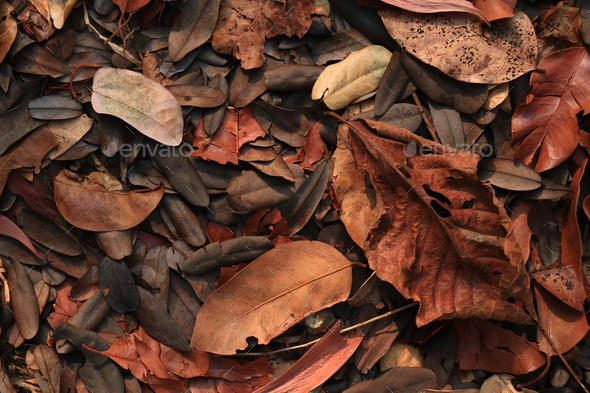 Red dried leaves on floor Stock Photo by Studio_OMG | PhotoDune