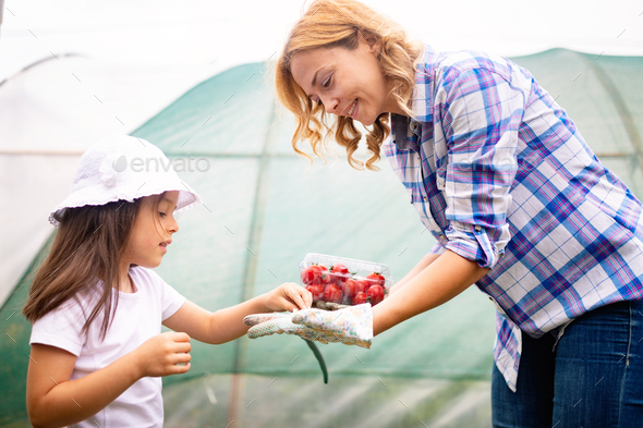 Rural family pick organically tomatoes in garden Stock Photo by nd3000