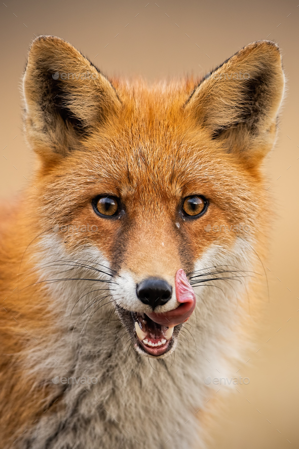Red fox with mouth open looking to the camera Stock Photo by WildMediaSK