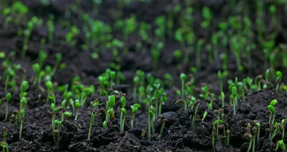 Plant Growth or Sprouts Sprouting Lucerne From the Ground, Stock Footage