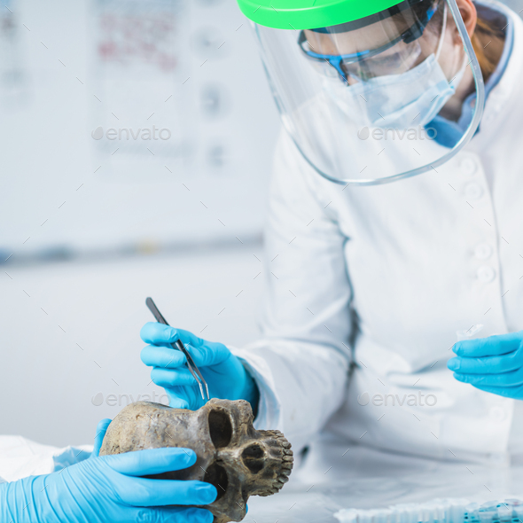 Bioarcheology. Archaeologist Analyzing Ancient Human Skull in ...